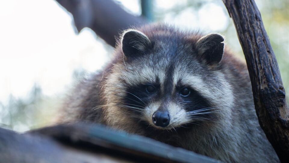 Alwéér wasbeer gespot in Vlaams-Brabant: "Al 3e in enkele weken tijd ...