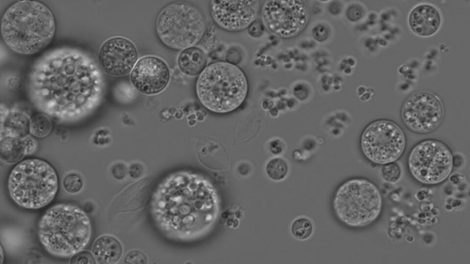 De kip of het ei? Zwitserse wetenschappers denken te weten wat er eerst ...