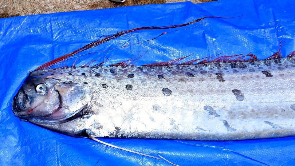 Opnieuw spoelt dode "doemvis" aan op strand in Californië: voorteken ...