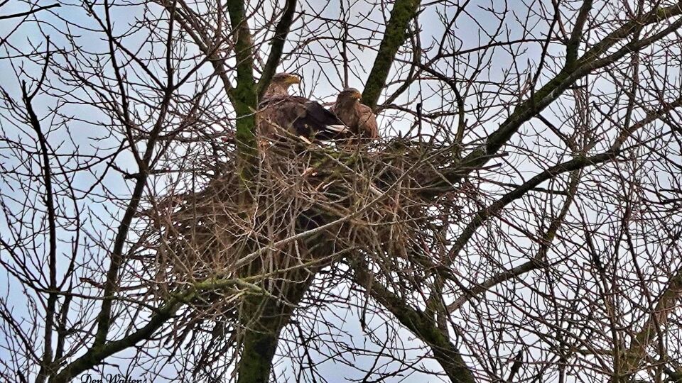 Zeearenden Paul en Betty leggen opnieuw een ei in de Blankaart in ...
