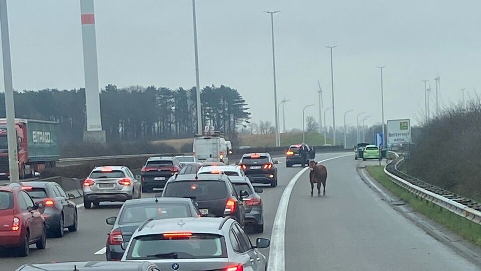 Ontsnapte stier veroorzaakt even opschudding op de E314 in Bekkevoort | VRT NWS: nieuws